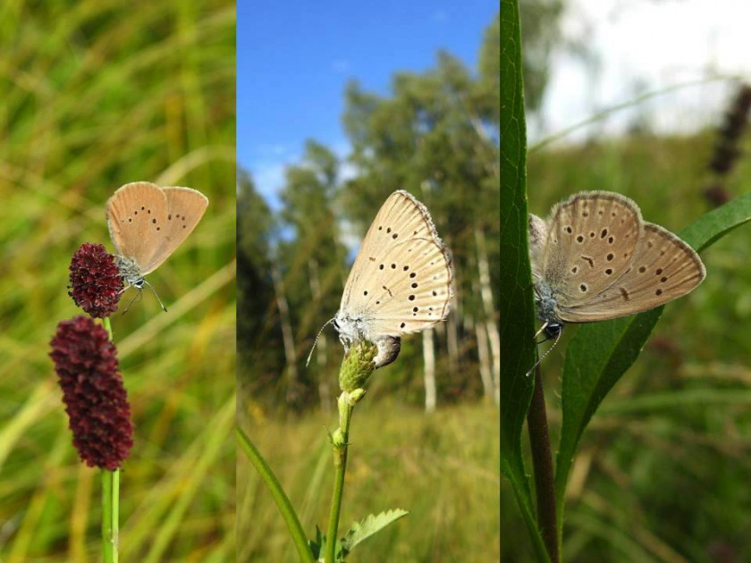 TE FASCYNUJĄCE MODRASZKI - Zespół Lubelskich Parków Krajobrazowych